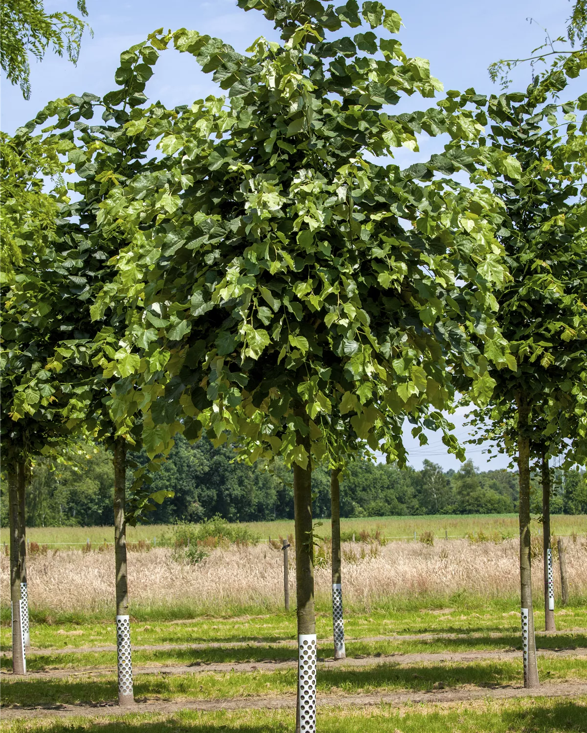 Tilia tomentosa, Silberlinde - Garten und Ambiente