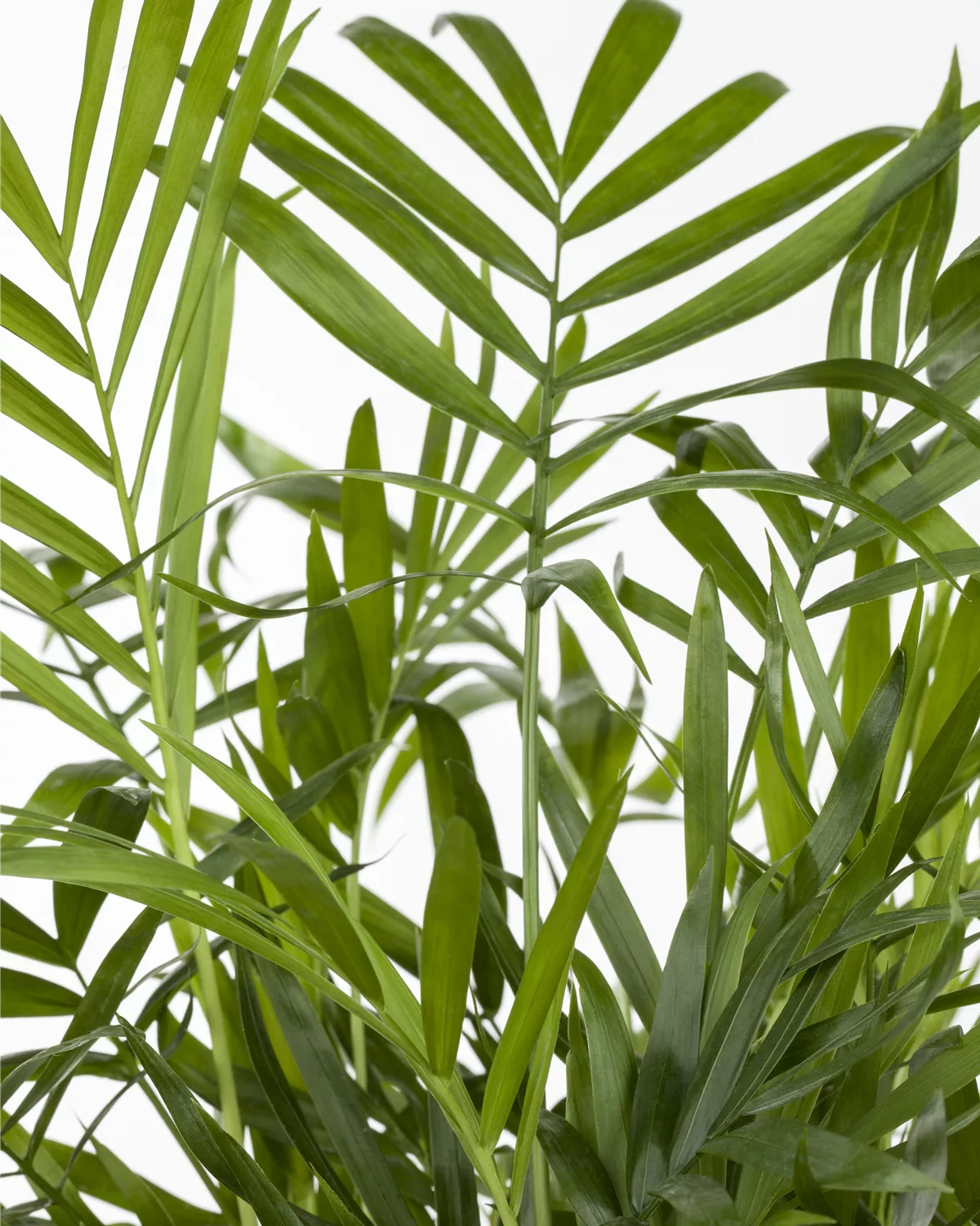 Chamaedorea elegans, Mexikanische Bergpalme - Garten und Ambiente