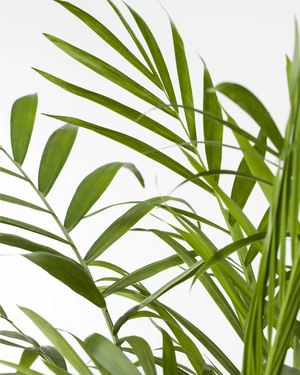 Chamaedorea elegans, Mexikanische Bergpalme - Garten und Ambiente