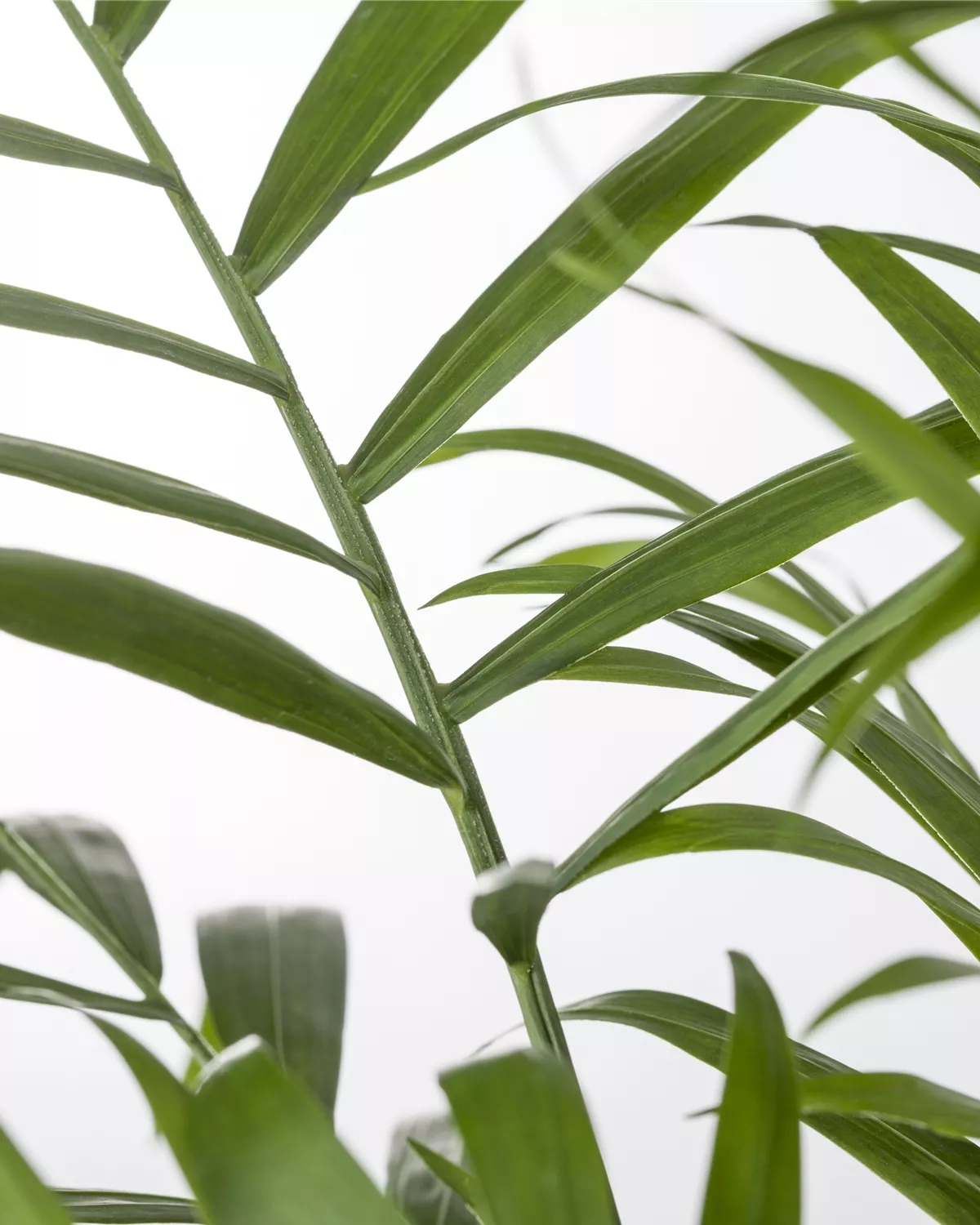 Chamaedorea elegans, Mexikanische Bergpalme - Garten und Ambiente