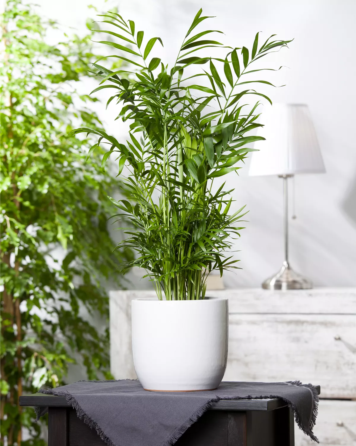 Chamaedorea elegans, Mexikanische Bergpalme - Garten und Ambiente