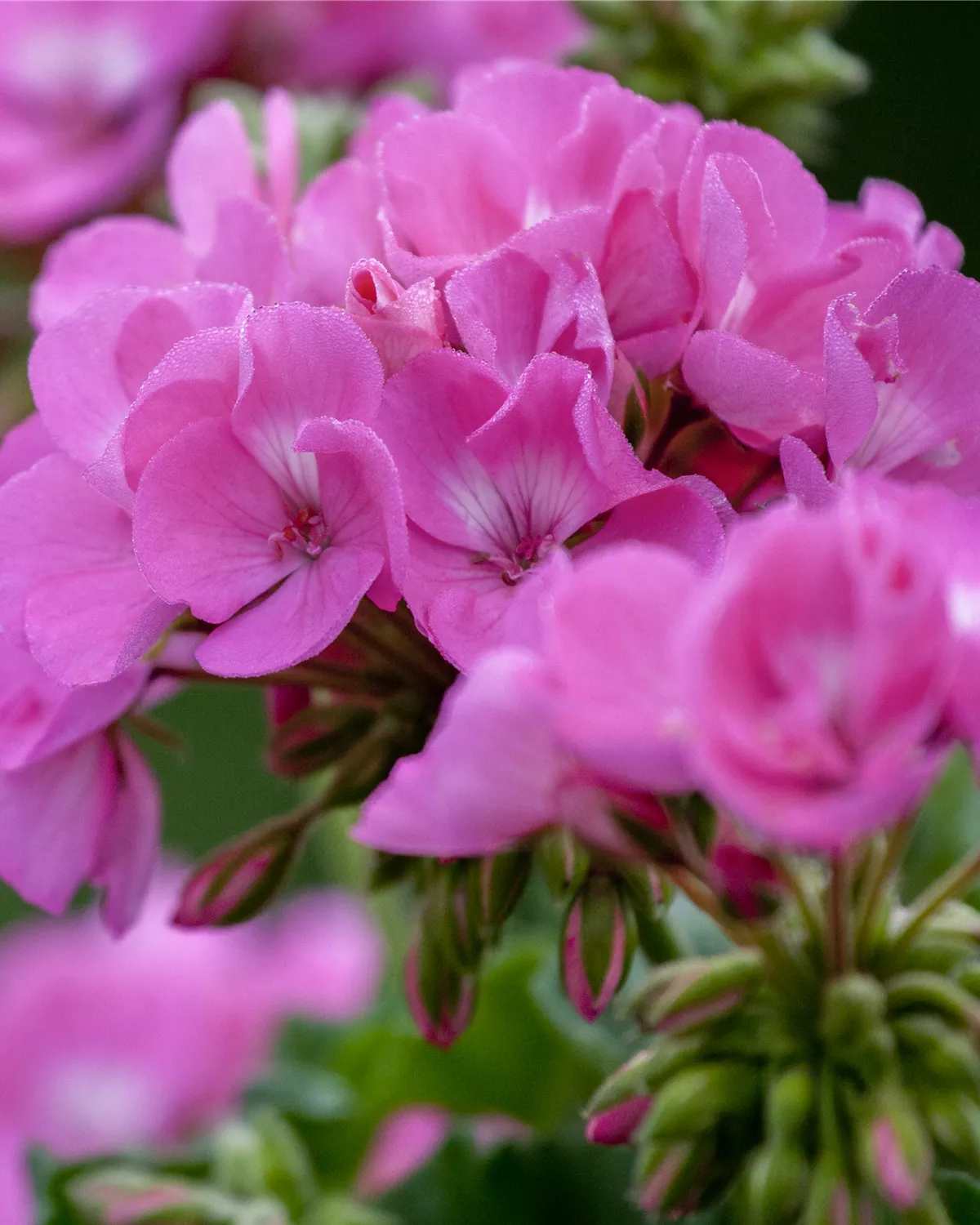 Pelargonium zonale, Zonal-Pelargonie - Garten und Ambiente