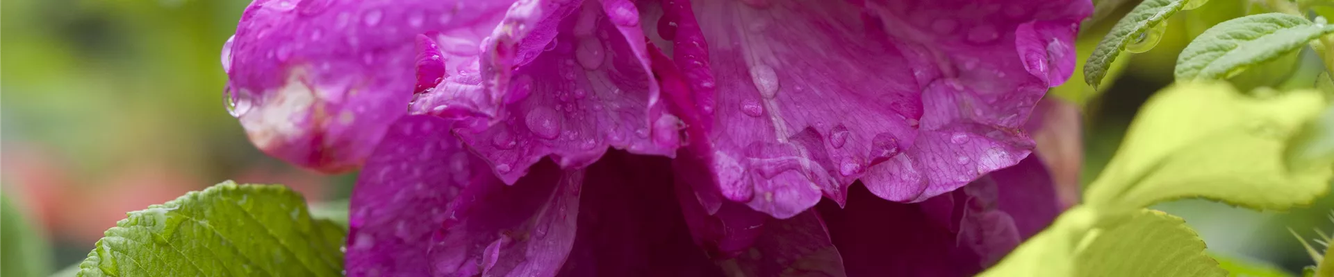 Rosa rugosa, Apfel-Rose - Garten und Ambiente