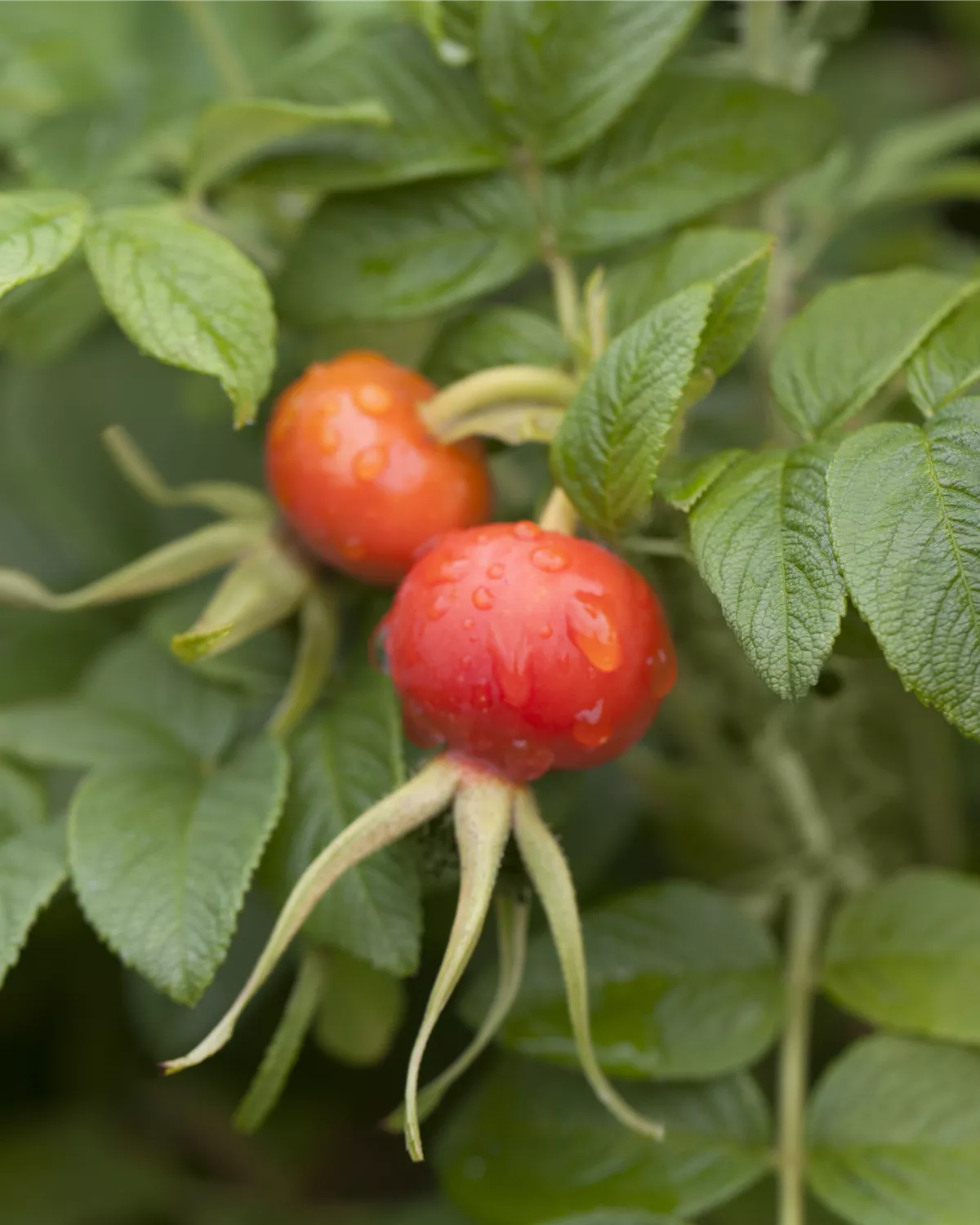 Rosa rugosa, Apfel-Rose - Garten und Ambiente