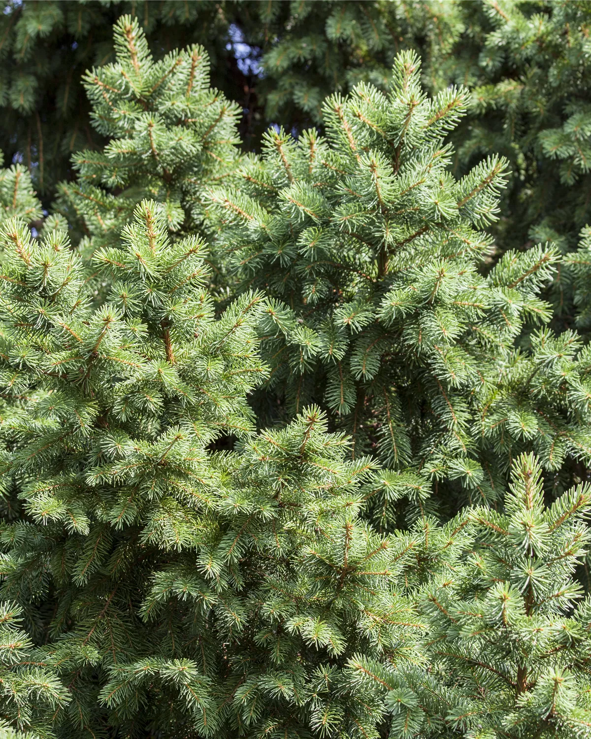 Picea abies, Rotfichte - Garten und Ambiente