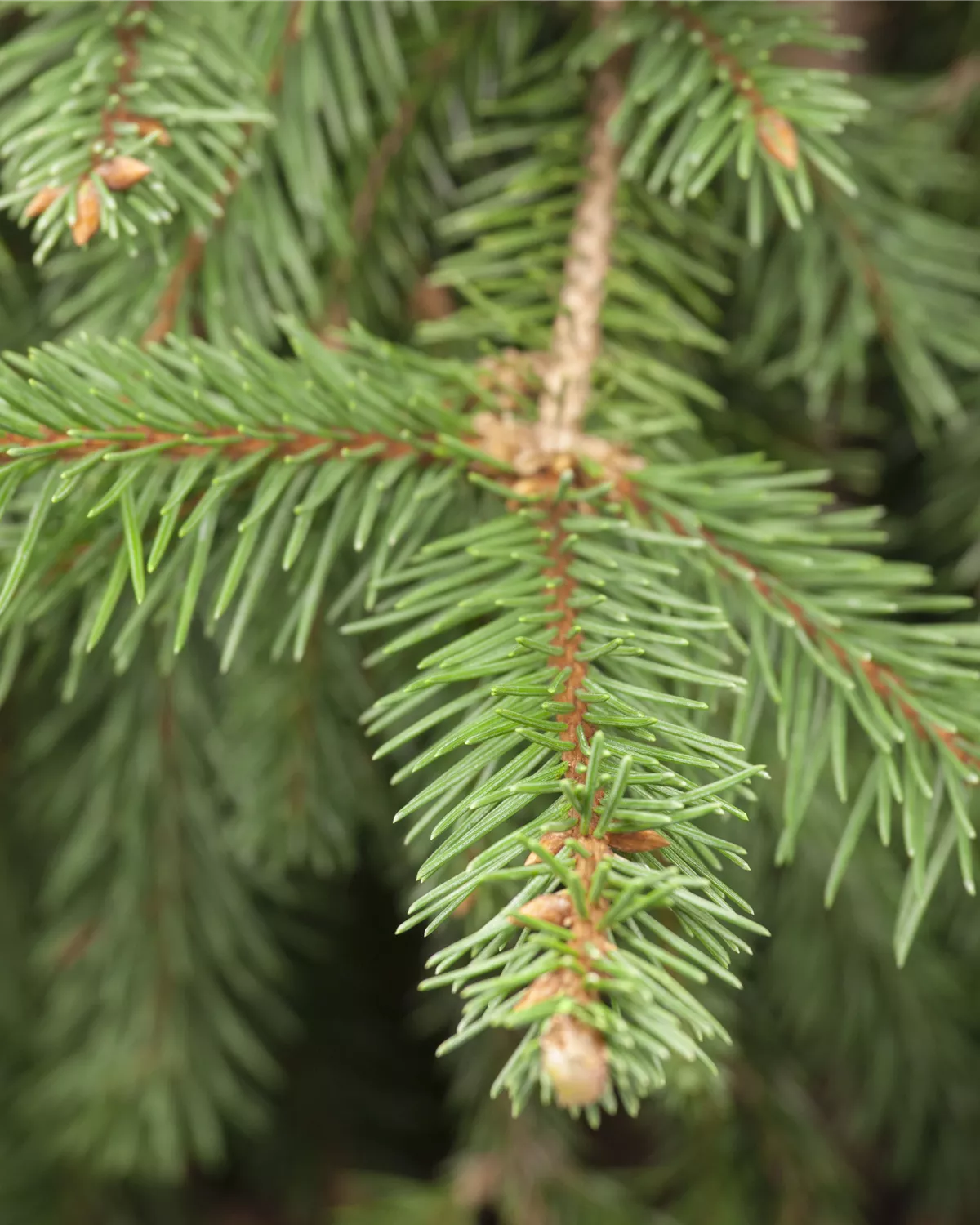 Picea abies, Rotfichte - Garten und Ambiente
