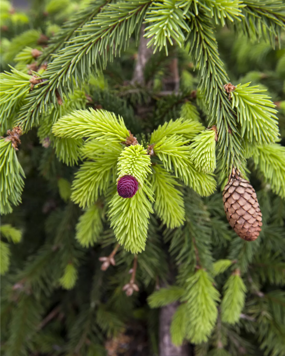 Picea abies, Rotfichte - Garten und Ambiente