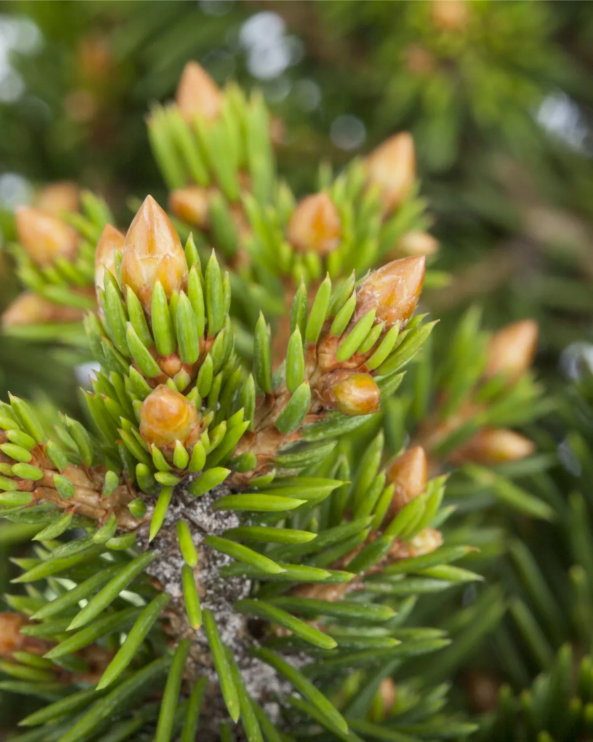 Picea abies, Rotfichte - Garten und Ambiente