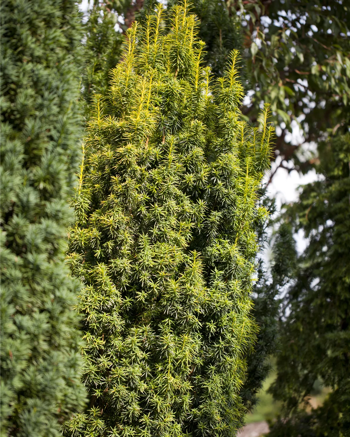 Taxus baccata, Heimische Eibe - Garten und Ambiente