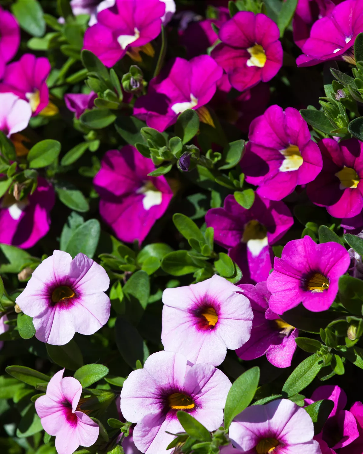 Calibrachoa x hybrida, Zauberglöckchen - Garten und Ambiente