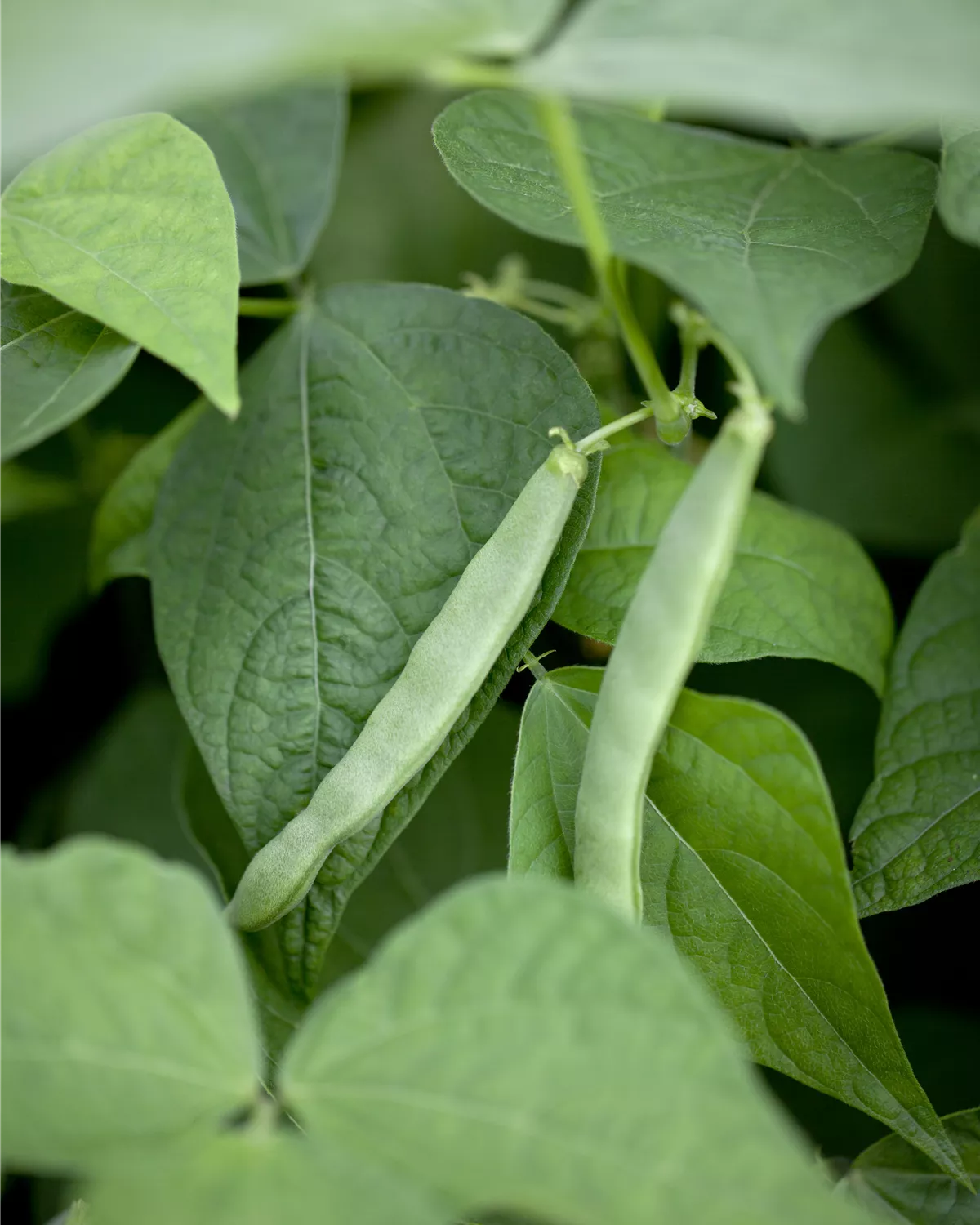 Phaseolus vulgaris var. nanus, Buschbohne - Garten und Ambiente