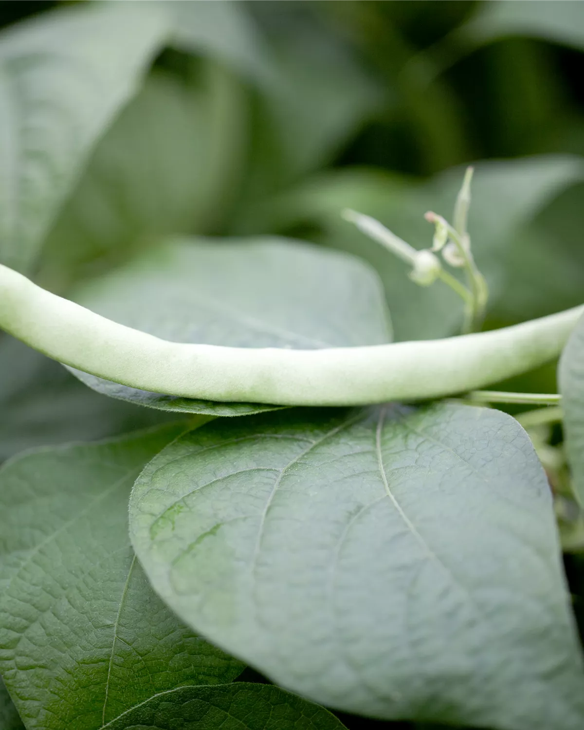 Phaseolus vulgaris var. nanus, Buschbohne - Garten und Ambiente