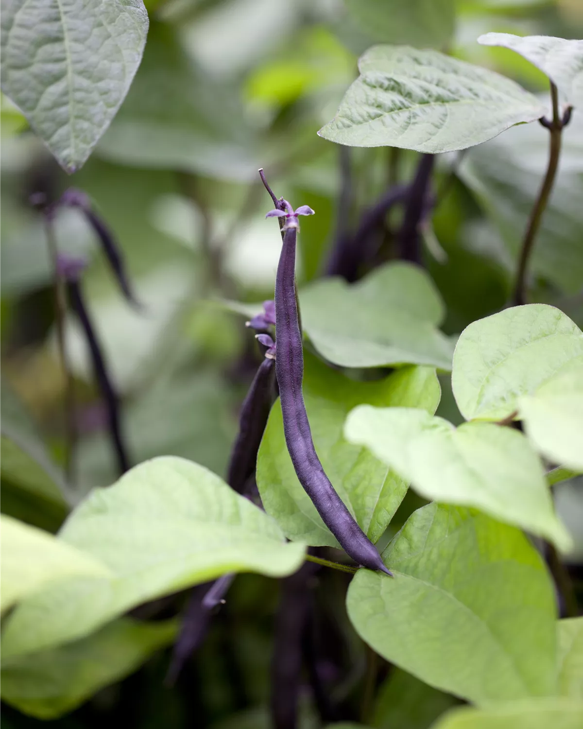 Phaseolus vulgaris var. nanus, Buschbohne - Garten und Ambiente