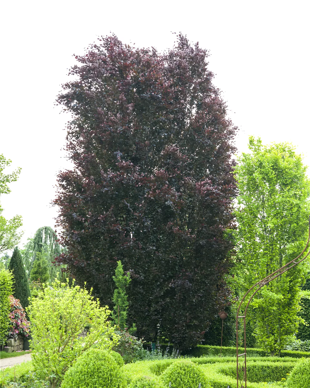 Fagus sylvatica, Rotbuche - Garten und Ambiente