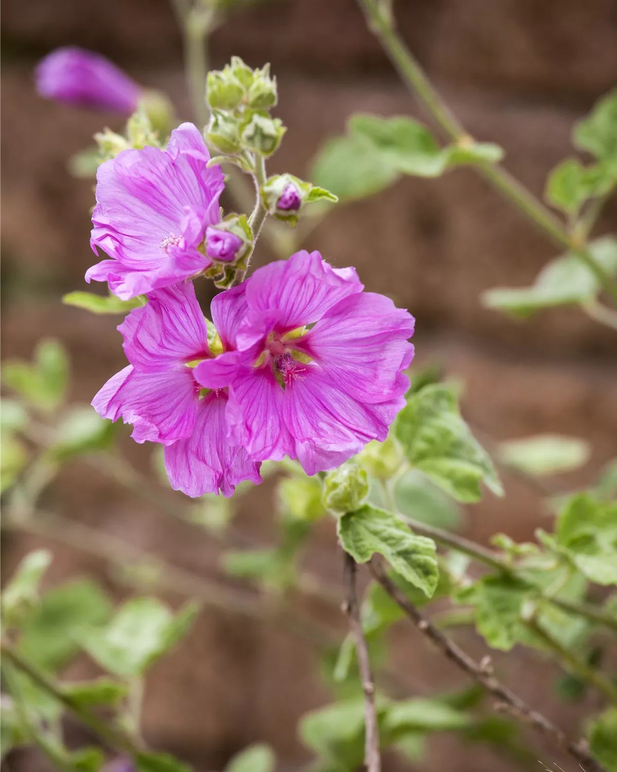 Malva moschata, Moschus-Malve - Garten und Ambiente