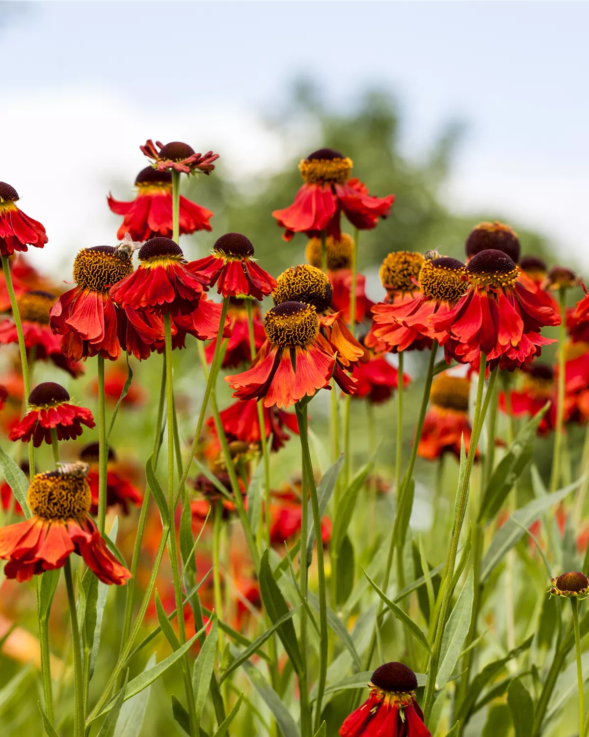 Helenium autumnale, Herbst-Sonnenbraut - Garten und Ambiente