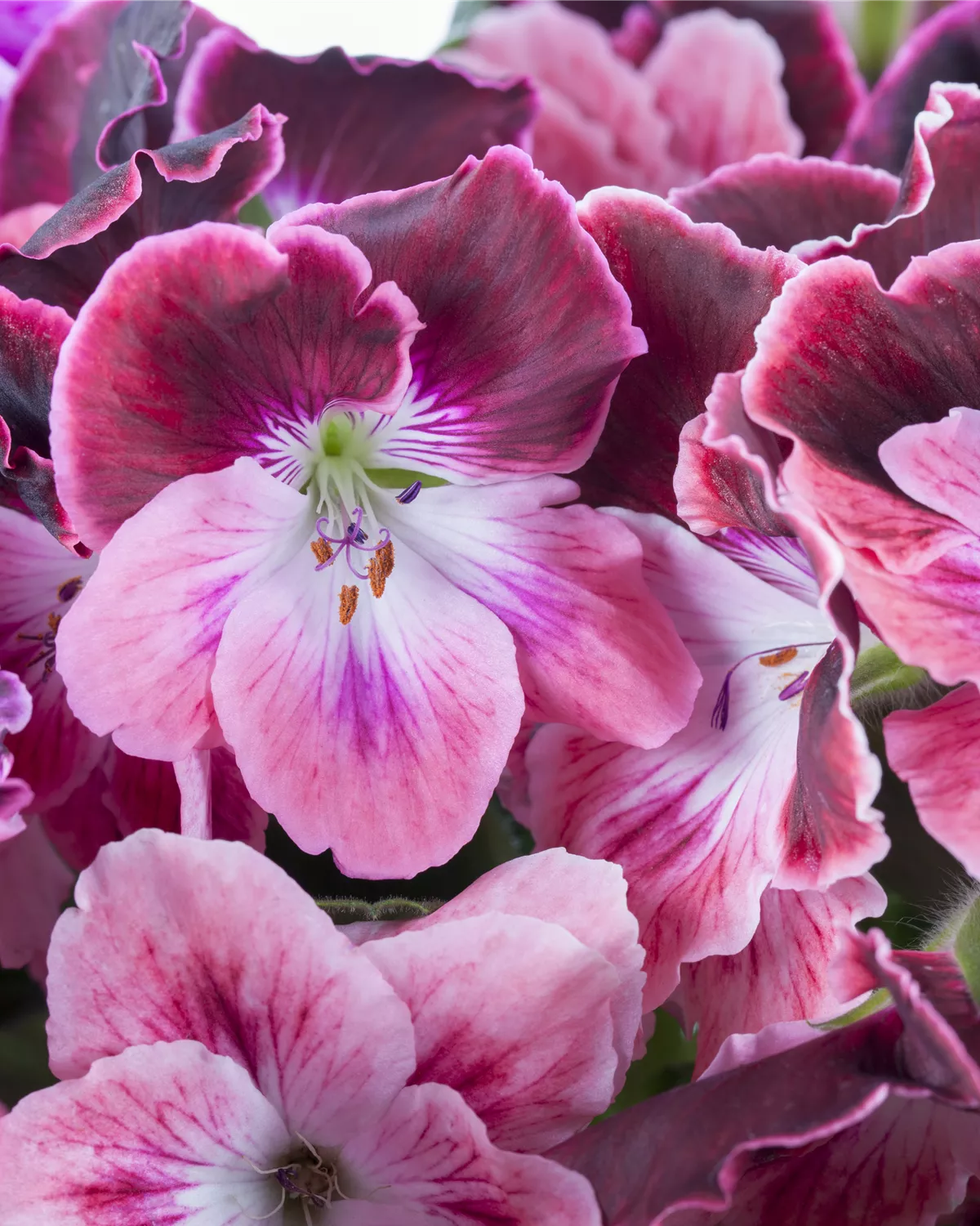 Pelargonium grandiflorum, Englische Geranie - Garten und Ambiente