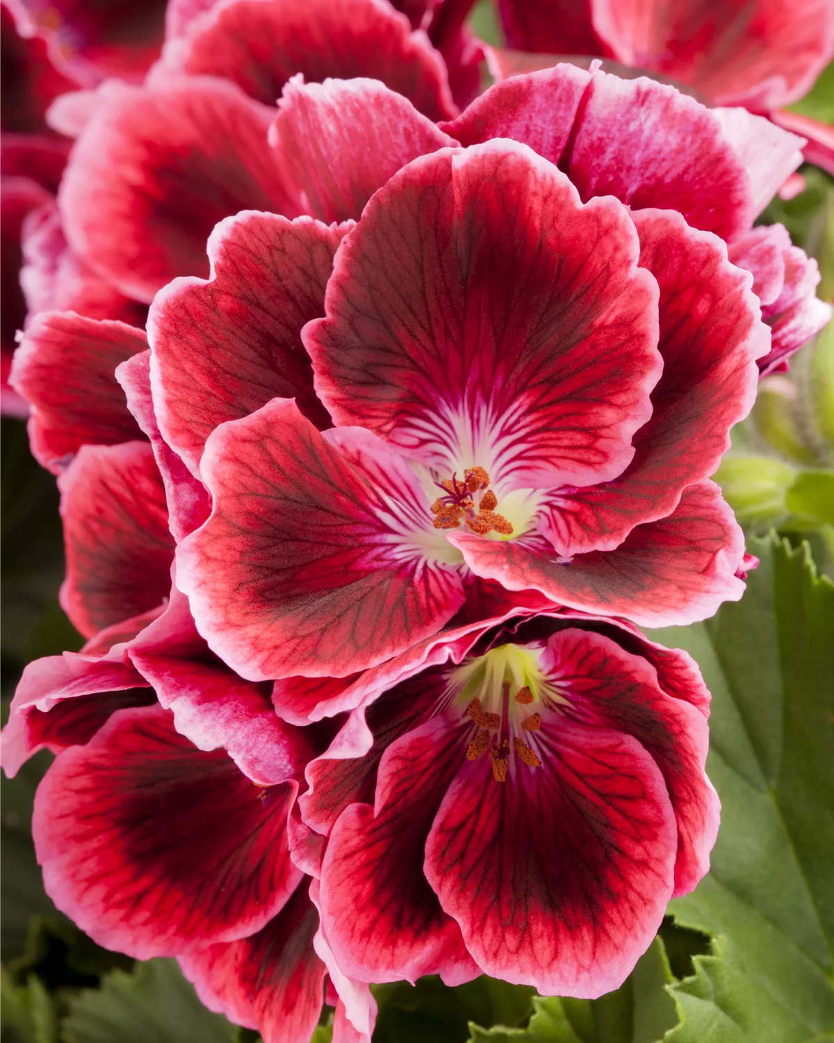 Pelargonium grandiflorum, Englische Geranie - Garten und Ambiente