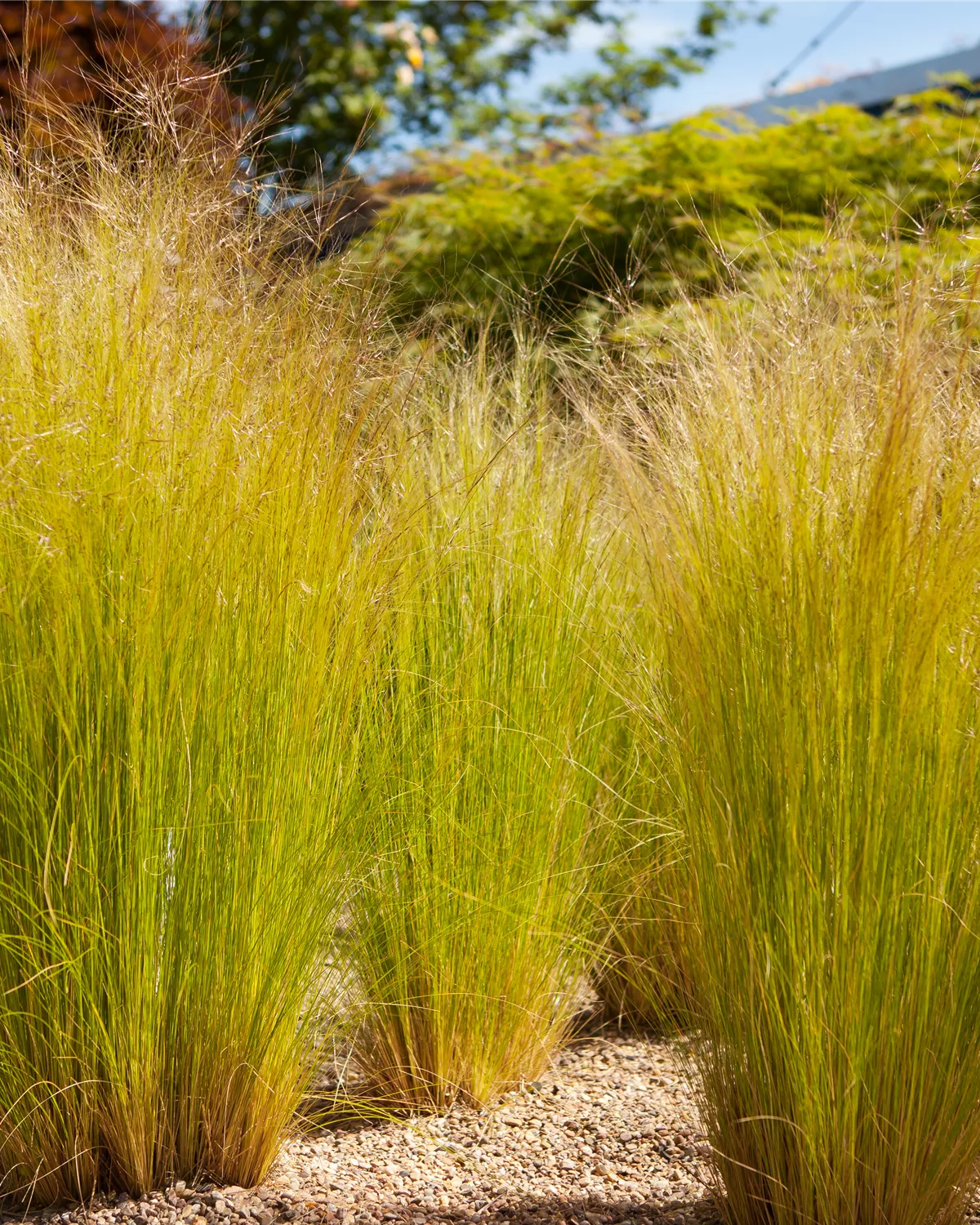 Stipa tenuissima, Zartes Federgras - Garten und Ambiente