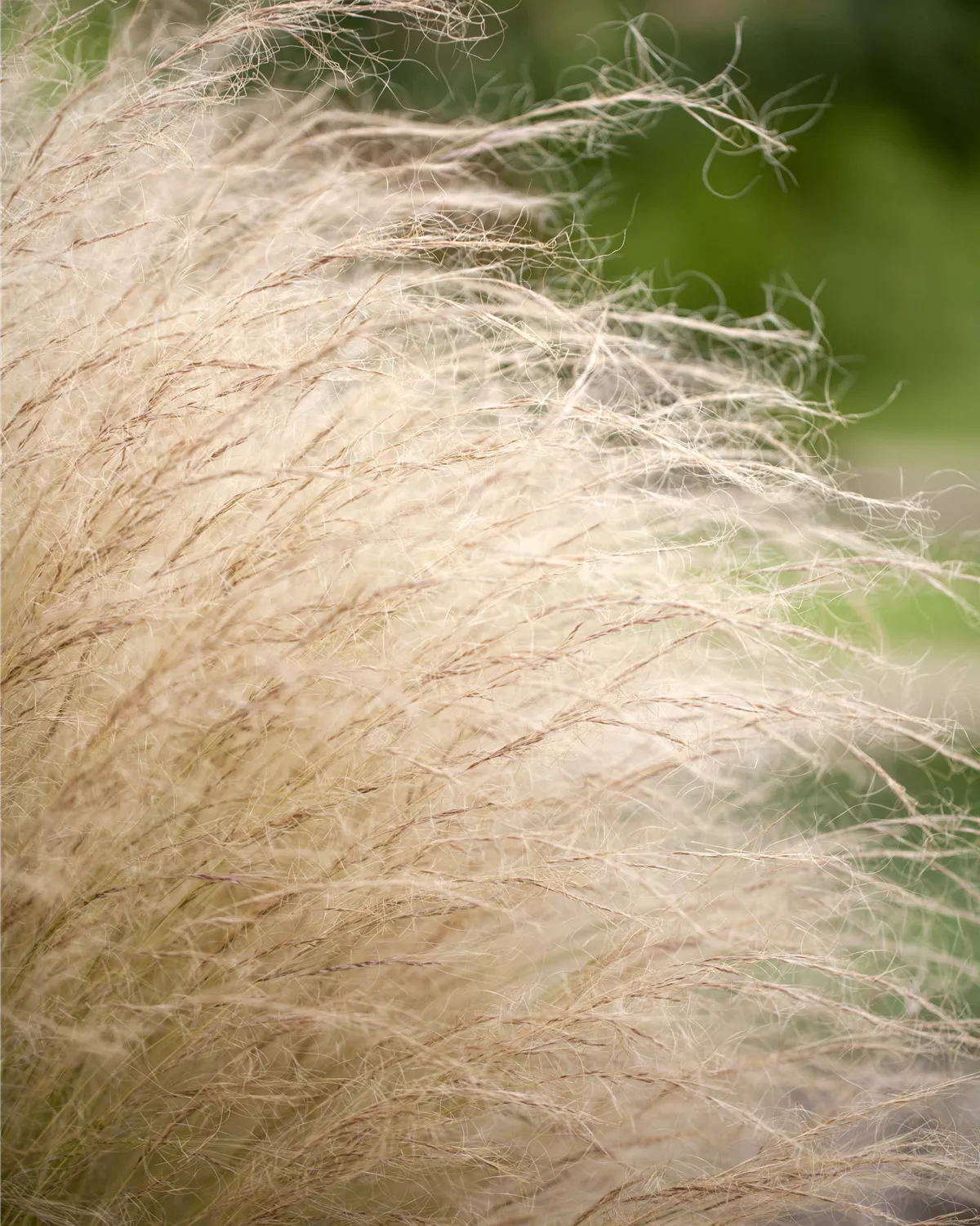 Stipa tenuissima, Zartes Federgras - Garten und Ambiente