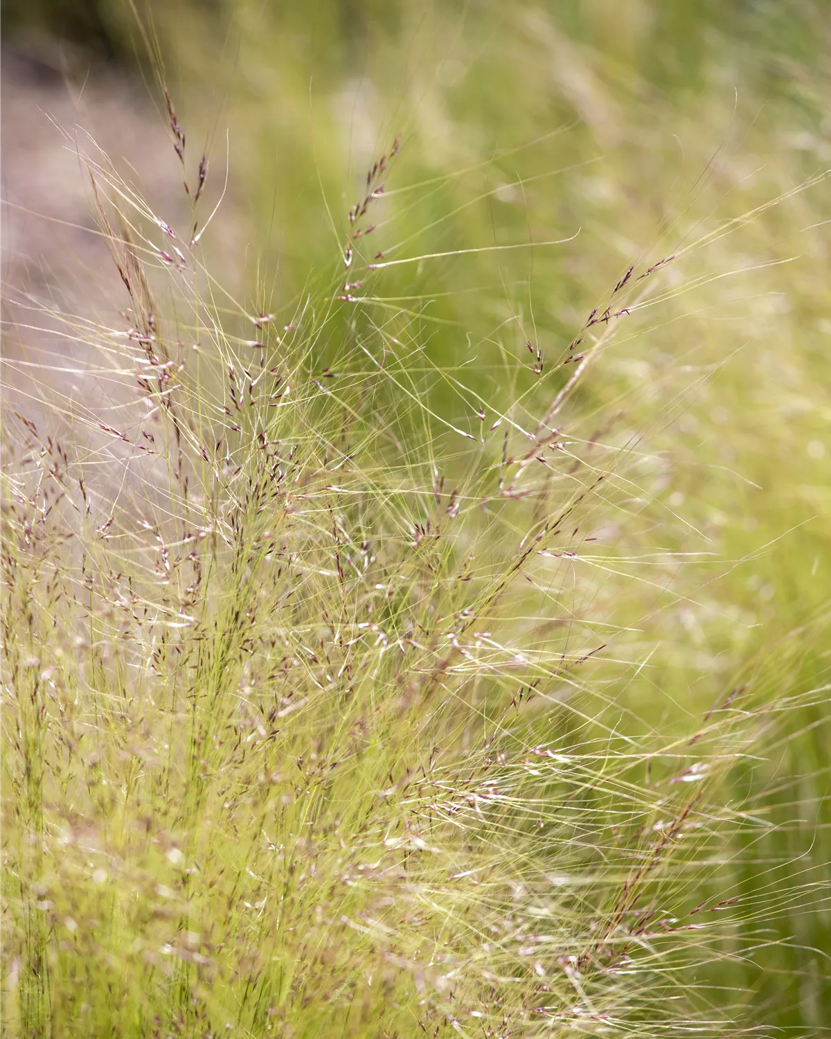 Stipa tenuissima, Zartes Federgras - Garten und Ambiente