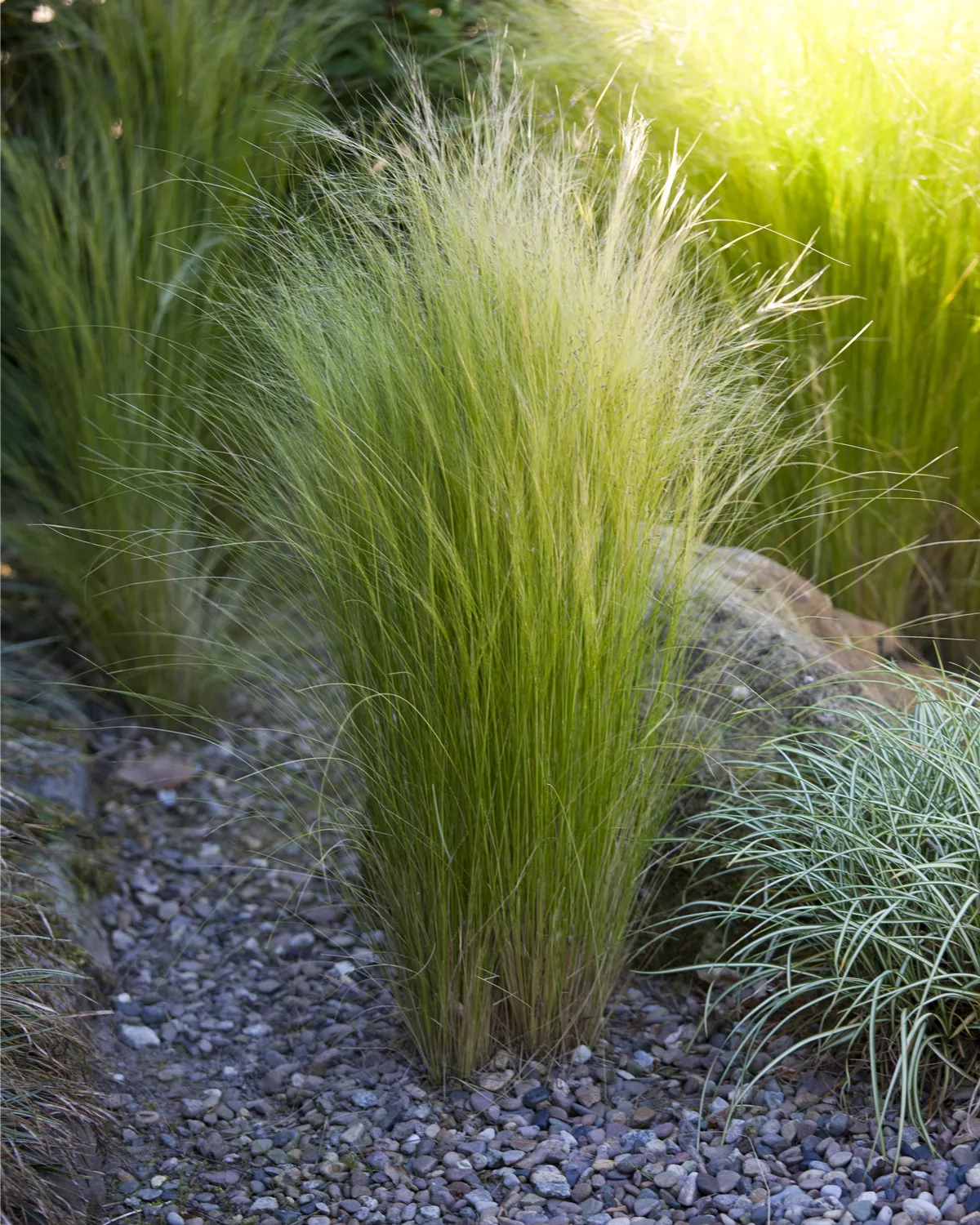 Stipa tenuissima, Zartes Federgras - Garten und Ambiente