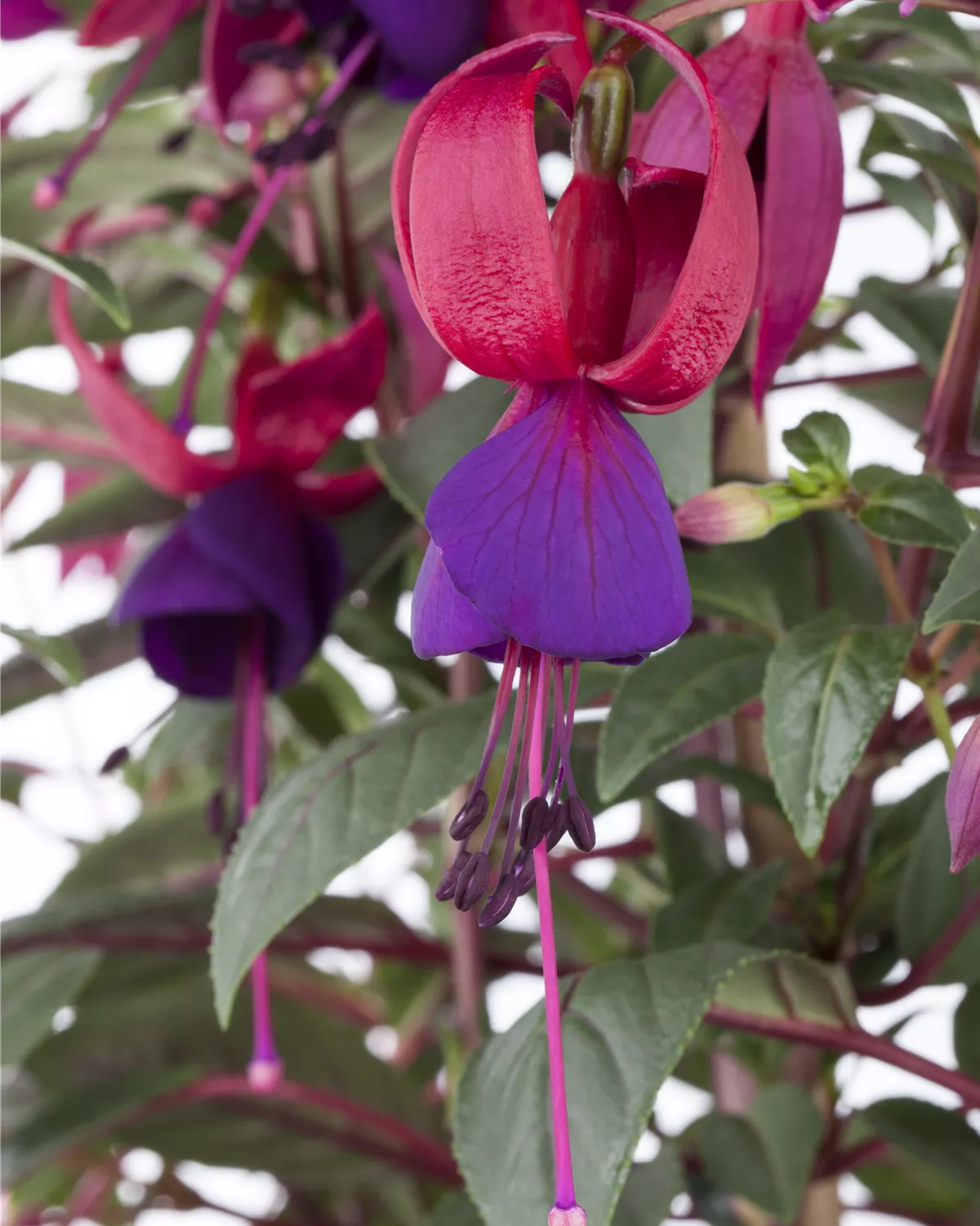 Fuchsia Hybride, Fuchsien Hybriden - Garten und Ambiente